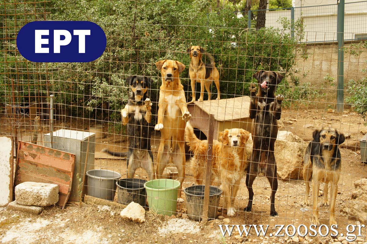 Ψήφισμα για να μην εκδιωχθούν τα σκυλιά που βρίσκουν καταφύγιο στην ΕΡΤ ...
