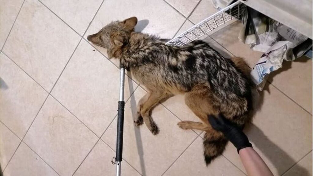Σπάνιο «χρυσό τσακάλι» εμφανίστηκε στην λίμνη Κάρλα - Aftodioikisi.gr