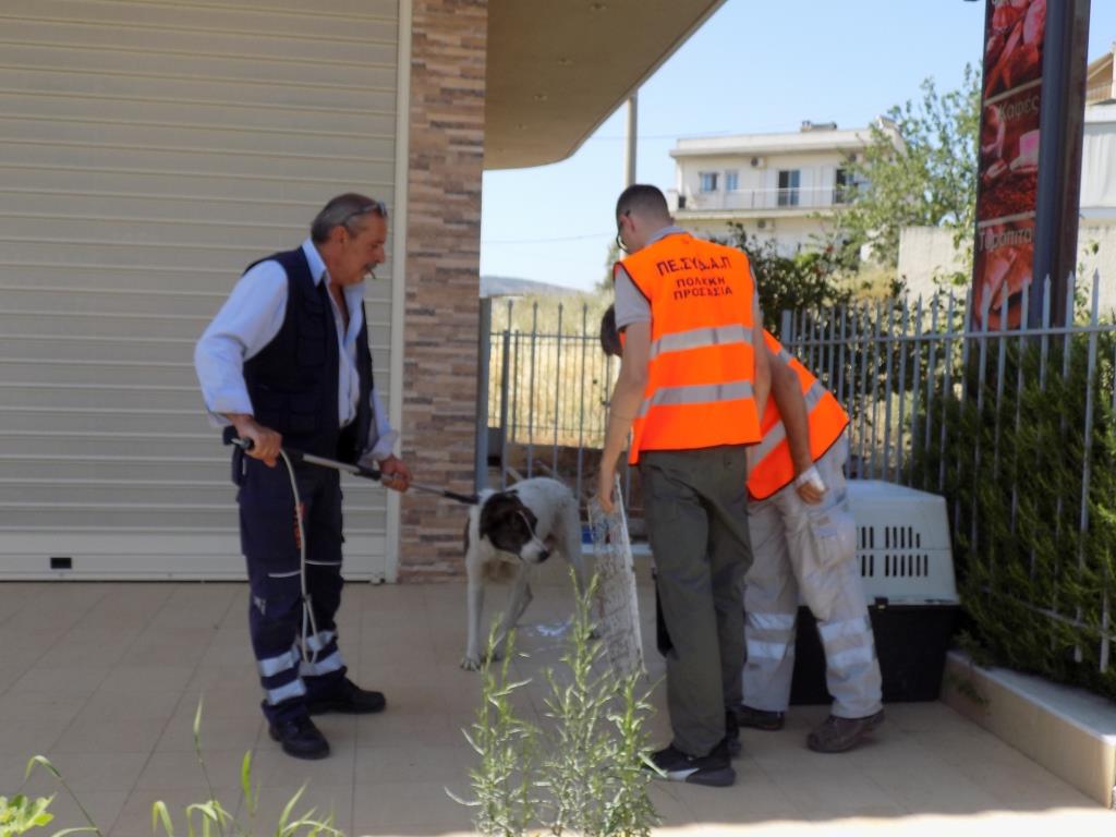 Μεγάλη επιχείρηση περισυλλογής αδέσποτων ζώων από το Δ. Φυλής ...