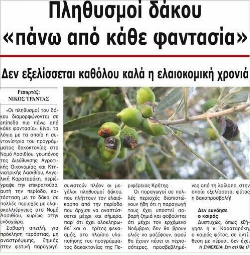 Θερίζει ο δάκος τα ελαιόδεντρα - Φόβοι για καταστροφική χρονιά στην ...