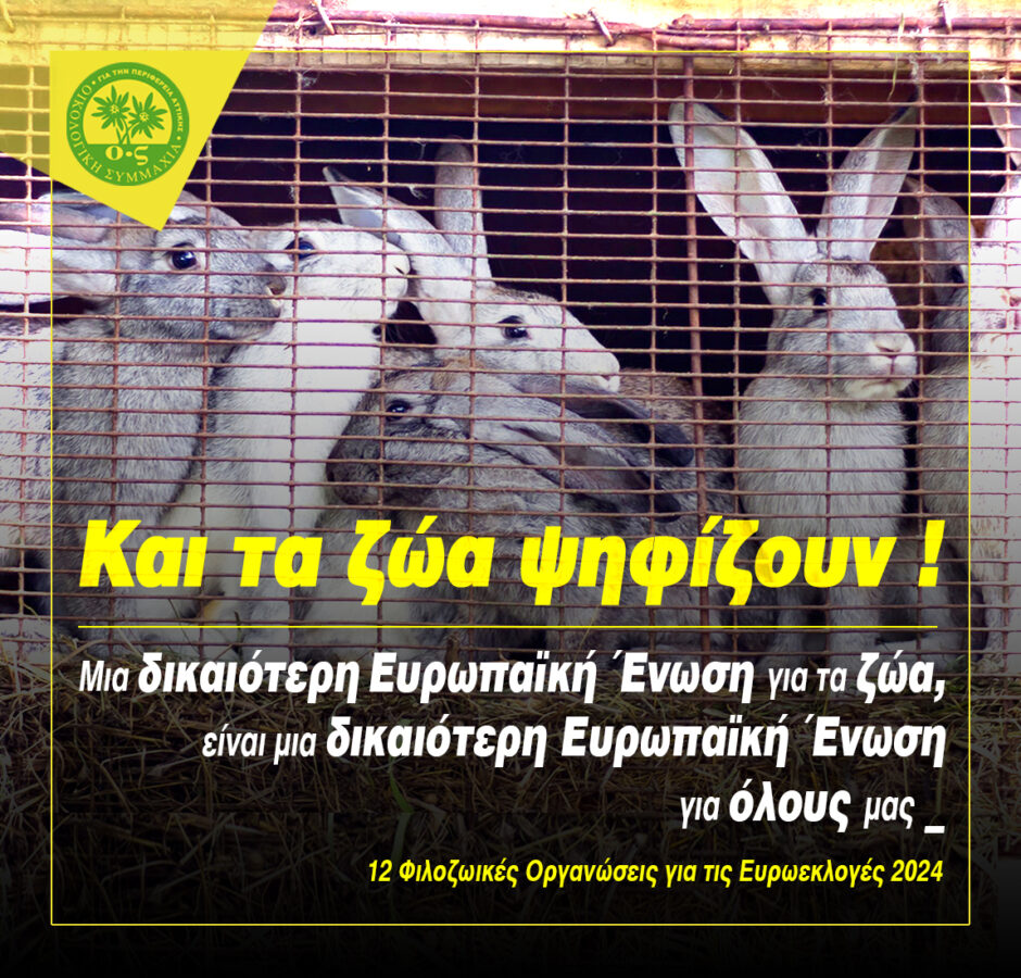 Mανιφέστο «10 προγραμματικών σημείων «για τα ζώα»: Και τα ζώα ψηφίζουν ...