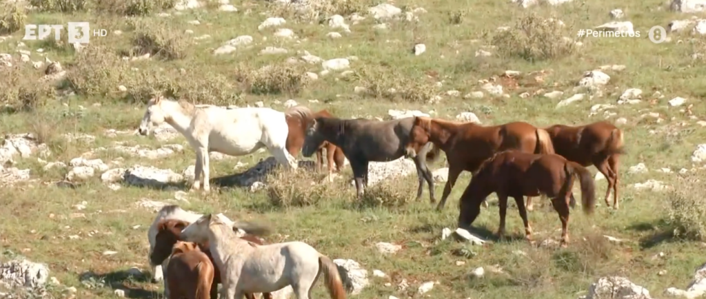 Η σπάνια φυλή των άγριων αλόγων της Ηπείρου και η δύσκολη συνύπαρξη με ...