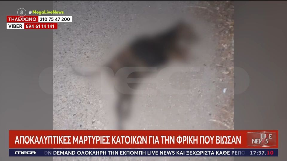 Ηλεία: Βασανίζουν και καίνε ζωντανά αδέσποτα σκυλιά - Aftodioikisi.gr