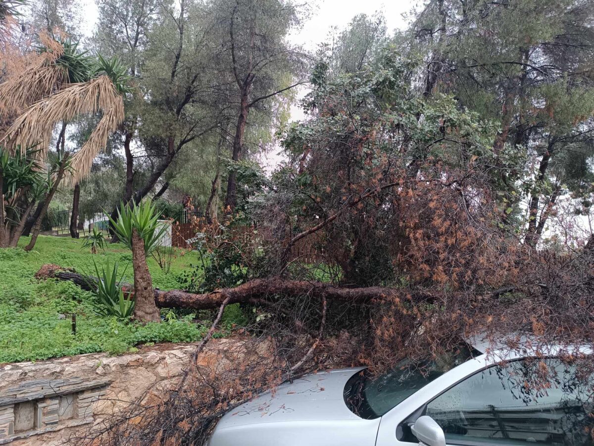 Πτώση δέντρου πάνω σε αμάξι στην Αργυρούπολη - Τι καταγγέλλουν δημότες ...