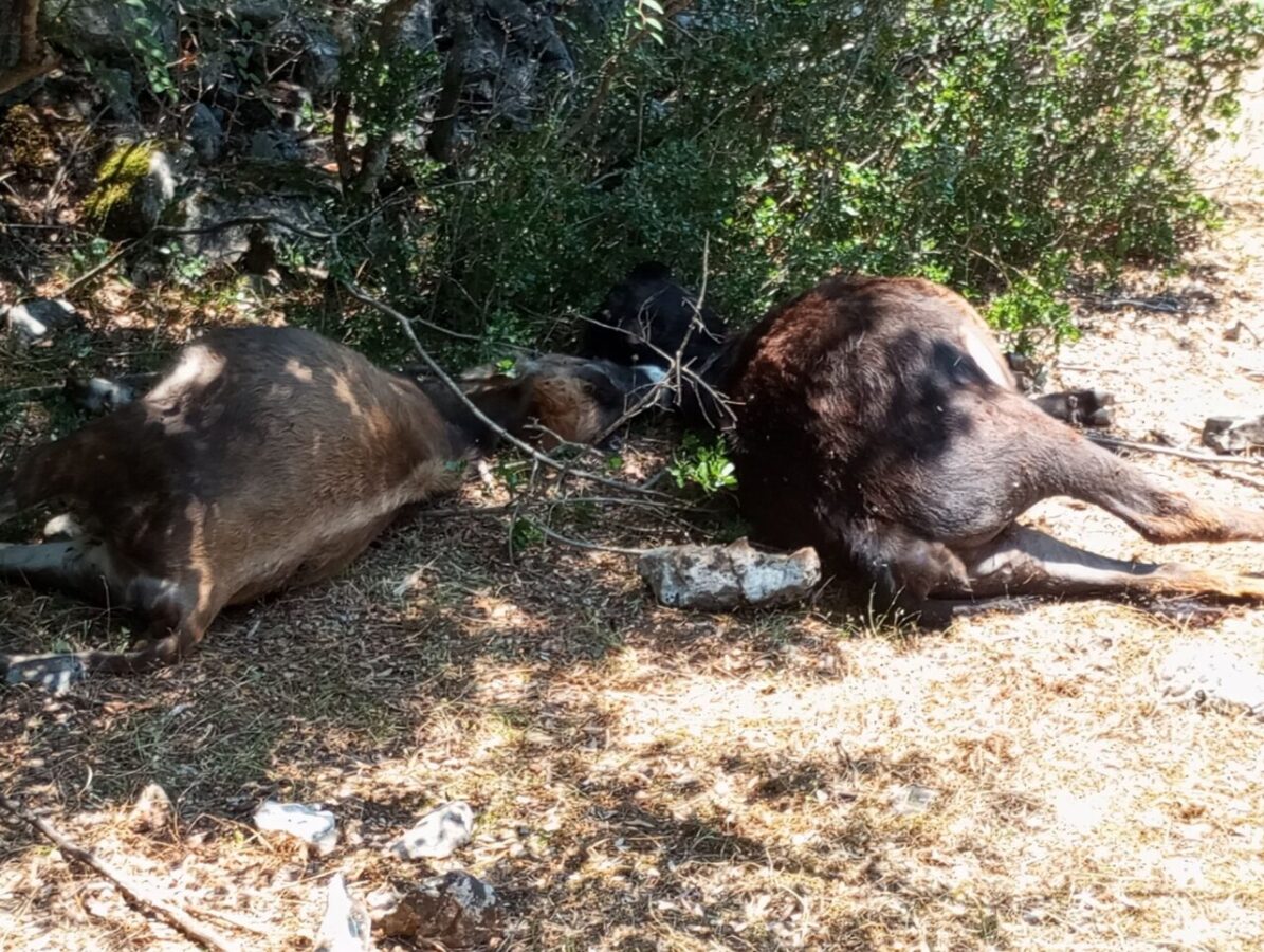 Αιτωλοακαρνανία: Νέες επιδρομές λύκων στον Ορεινό Βάλτο - Aftodioikisi.gr